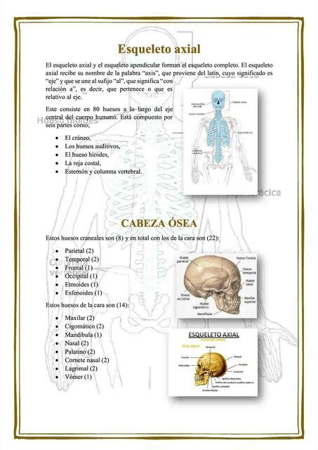 Anatomía Esqueleto Axial Textosmedicina Udocz