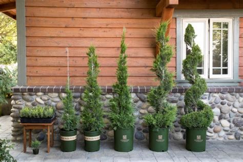 Care And Pruning For Decorative Topiaries Garden Therapy