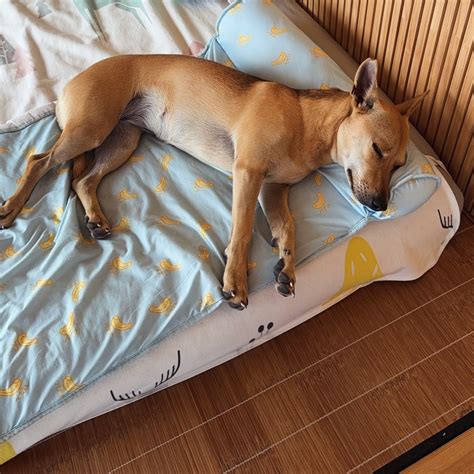 Gina Lim林利霏 祝我最愛的張先生aka家政父😆 🎊生日快樂🎊 願你平安、健康、心想事成！ 愛你💋 Dongpiaolifestyle Instagram