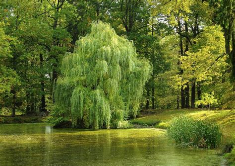 Can You Grow Willow Trees In Pots The Arches