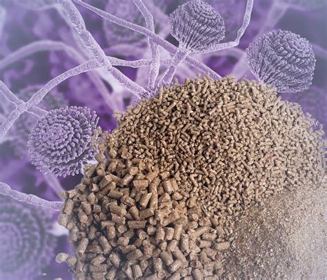 Pondering Mycotoxins In Swine Farming Key Insights