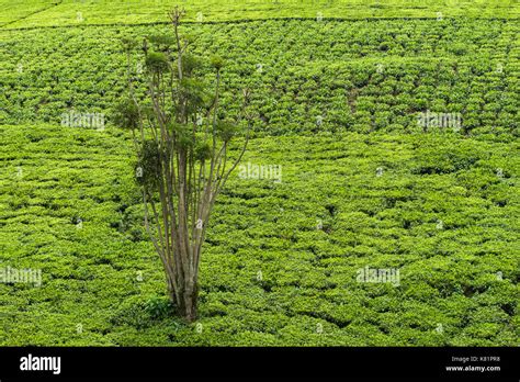 Trees Growing In Between Tea Plants In Tea Plantations Kenya Stock