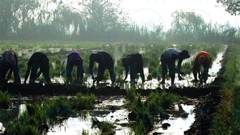 قومي الفلاحين يطالب الحكومة الجديدة بحل مشاكلهم
