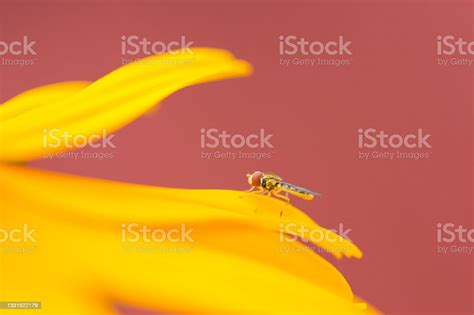호버 파리 또한 꽃 파리 또는 Syrphid 파리라고 Dolichopodidae에 대한 스톡 사진 및 기타 이미지