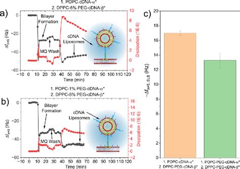 Qcm D Frequency Black And Dissipation Red Data Investigating The Download Scientific