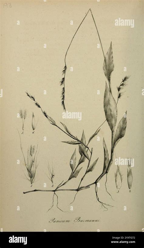 Species Graminum Petropoli Impensis Academiae Imperialis Scientiarum