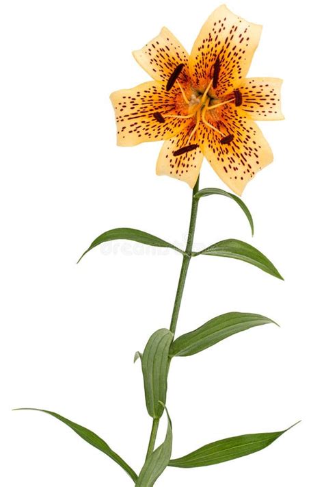 Big Yellow Flower Of Brindle Lily Isolated On White Background Stock
