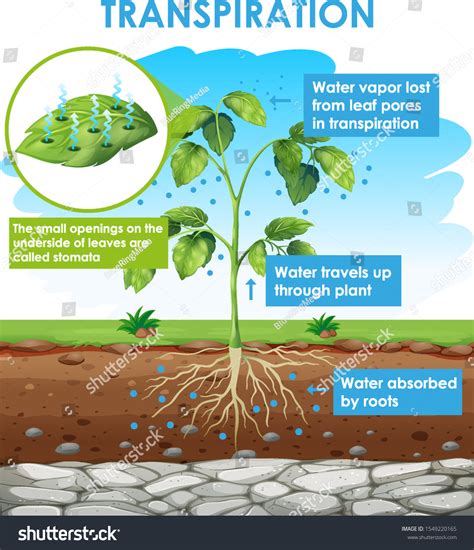 Diagram Showing Transpiration Plant Illustration Vector Có Sẵn Miễn