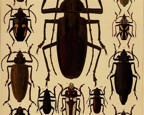 Giant Fijian Long Horned Beetle Facts Diet Habitat And Pictures On