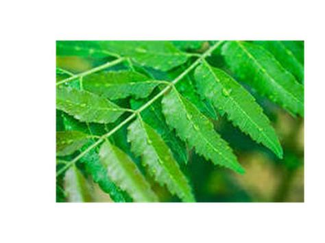 Puskesmas Sesela Manfaat Daun Mimba Untuk Kesehatan