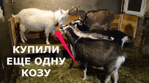 Как купить хорошую козу Youtube