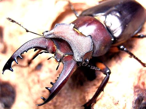 Insect Ultima