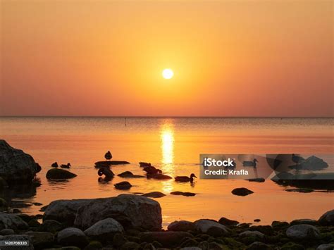 돌과 오리의 실루엣이있는 바다의 바위가 많은 해안 위의 멋진 일몰 0명에 대한 스톡 사진 및 기타 이미지 0명 경외감