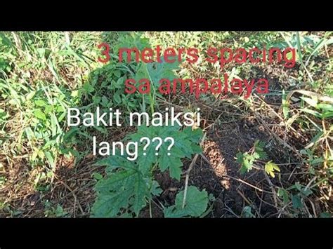 Paano Magtanim Ng Ampalaya Update YouTube