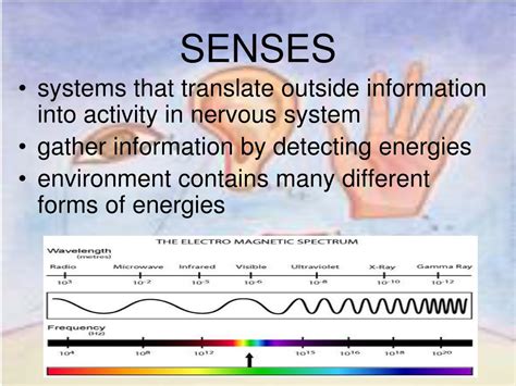 Ppt Special Senses Powerpoint Presentation Free Download Id1330715