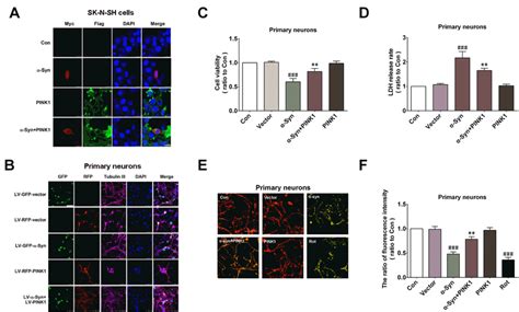 Pink1 Attenuates α Syn Induced Mitochondrial Dysfunction And