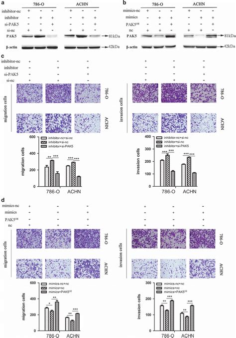 Mir 106a 5p Regulates The Cell Migration And Invasion By Pak5 A And