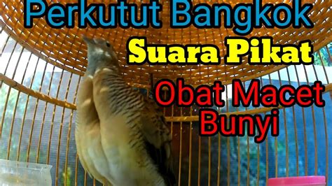 Suara Pikat Ampuh Perkutut Bangkok GACOR YouTube