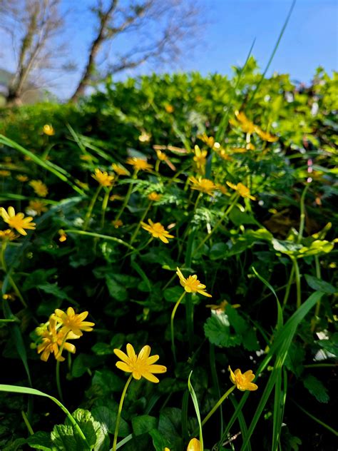 Pobl Llansteffan Facebook