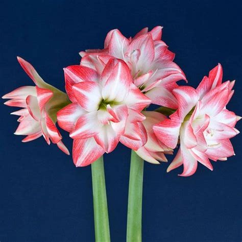 Hippeastrum Blossom Peacock Blossom Peacock Amaryllis Plant Lust