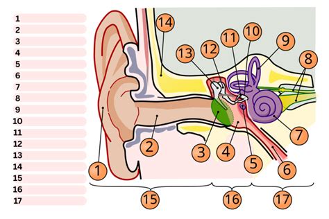 Ear Diagram Structure Function