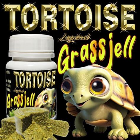 Jual Tortoise Grass Jell Pudding Jelly Rumput Timothy Timoti Makanan