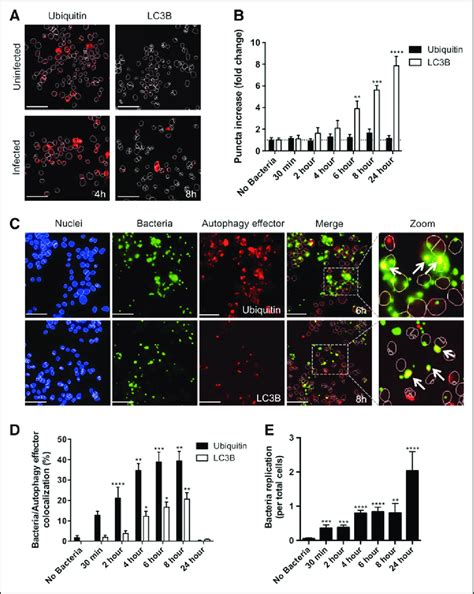 Imaging Of Autophagy Induction And Bacterial Colocalization With