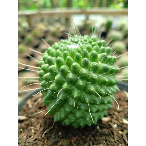 Jual Kaktus Mammillaria Unpico Kaktus Botak Kecil Shopee Indonesia