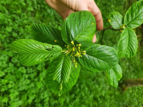 A Forgotten ‘miracle Drug A Brief History Of The Cascara Tree In