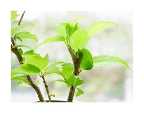 How To Propagate Hibiscus From Cuttings Homestead Gardener