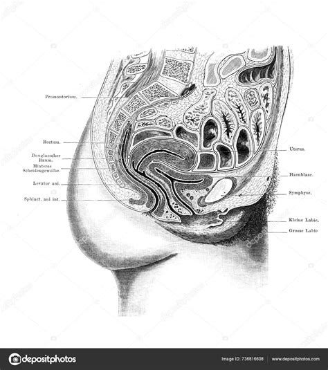 Midsection Female Pelvis Old Book Atlas Der Anatomie Fischer 1894