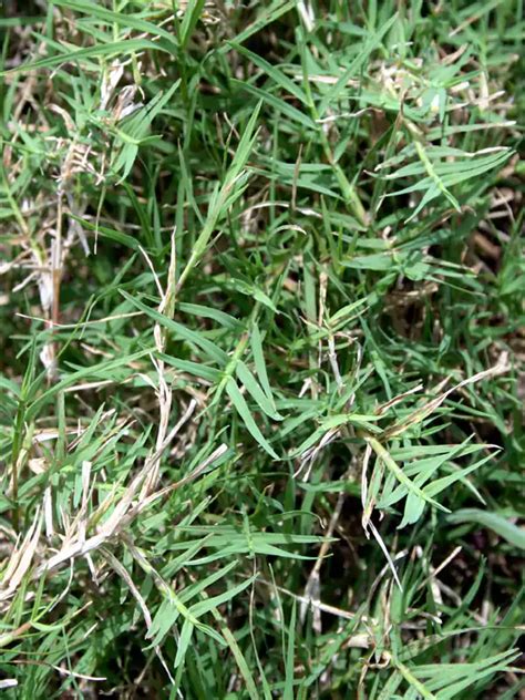 Cynodon Dactylon Karukapullu Bermuda Grass കറുകപ്പുല്ല് Smpb Kerala