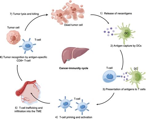 Frontiers Tumor Microenvironment Mediated Immune Evasion In