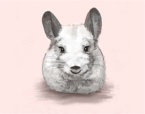 100 Chinchilla Pictures
