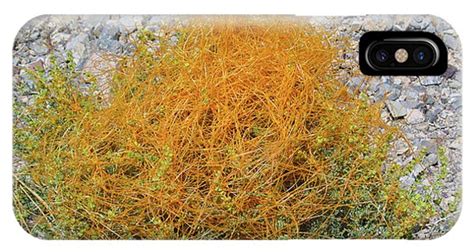 Mojave Desert Dodder Plant Photograph By J Marielle