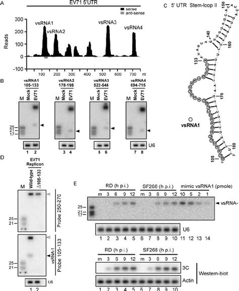 Identification Of Vsrnas Within The Ev71 5 Utr A Virus Derived