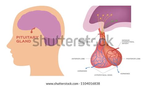 Pituitary Gland Vector Stock Vector Royalty Free 1104016838