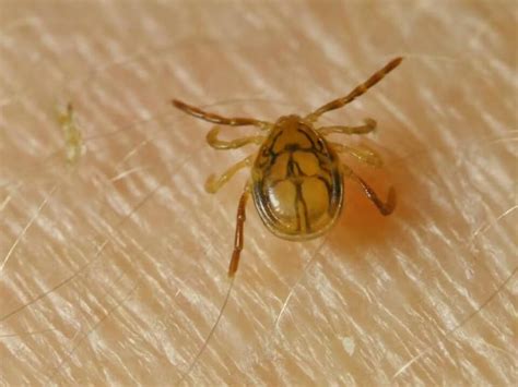 Steps To Survive ‘pretty Active Tick Season In Georgia South Carolina