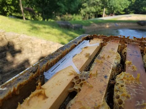 Buy Small Hive Beetle Trap With Baitable And Reusable Beetle Jail Oil