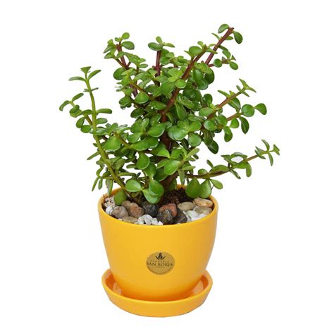 Planta Arbolito de la Felicidad base de cerámica amarilla Floreria San Borja