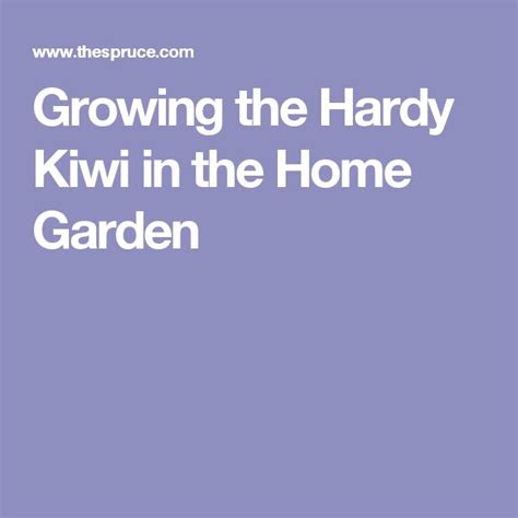 Hardy Kiwi Vine Lets You Harvest Kiwiberries In Cold Climates Hardy