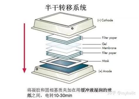 最全western Blot经验大盘点，wb有这一篇就够了 知乎