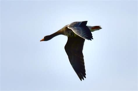 マガンでよろしいでしょうか 日本の野鳥識別図鑑