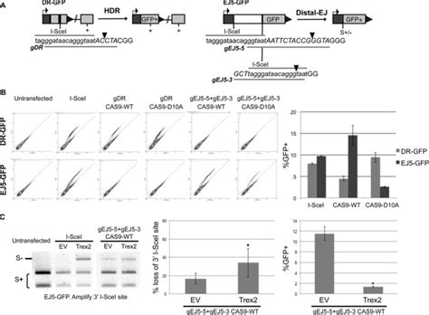 Induction Of Chromosomal Breaks By Distinct Nucleases To Examine HR And