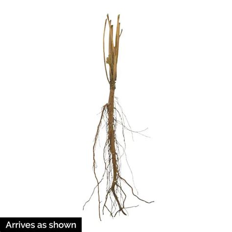 Crazy Daisy Gurneys Seed And Nursery Co