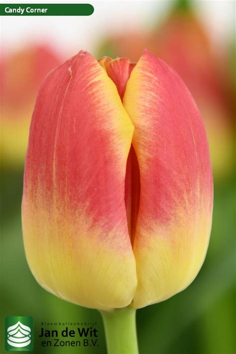 Candy Corner チューリップ Jan De Wit En Zonen B V