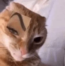 Eyebrow S Tenor