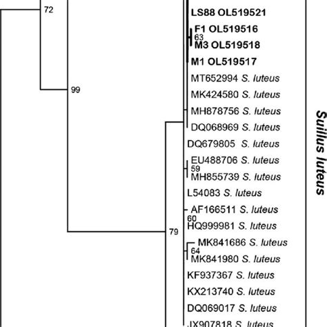 The Best Raxml Likelihood Tree In L 1664906848 Based On The Its