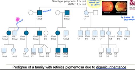 Lecture 13 Patterns Of Inheritance ~ Multifactorial Flashcards Quizlet