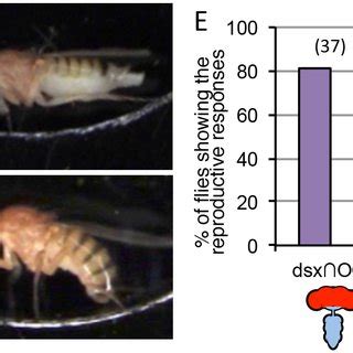 Sex Differences In Dsx GAL Expressing Neurons A B Posterior View Download Scientific